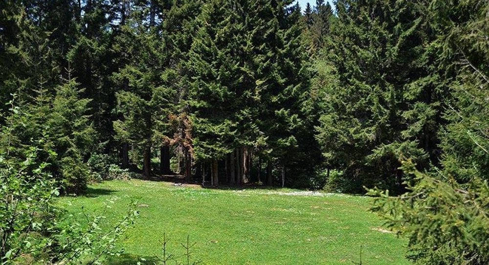 Ormancıların Türkiye Raporu: Talan ve yağma! | Ekoloji Birliği