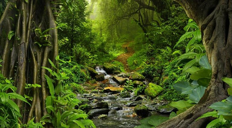 Amazon Ormanları alarm veriyor! | Ekoloji Birliği